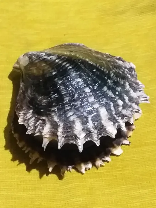 seashells..white window pane shell 102 ×120 mm..pure shells very very ...