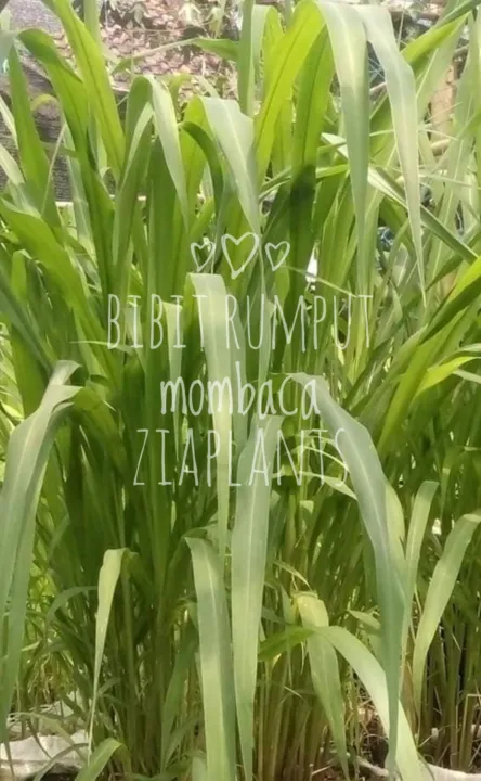 Bibit rumput pakan ternak mombaca | Lazada Indonesia