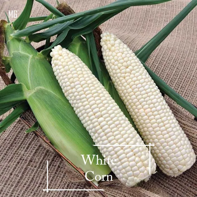 Cameron White sweet corn | Lazada