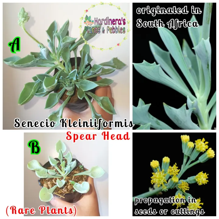 Spear Head Succulents / Senecio Kleiniiformis / Rare Succulents | Lazada PH