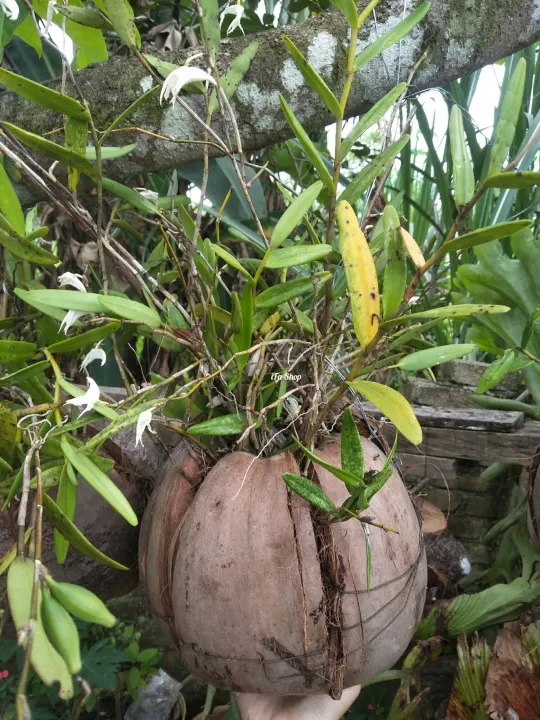 Orkid hutan merpati putih siap sabut kelapa | Lazada