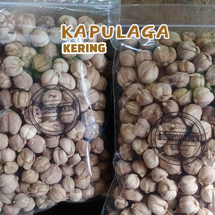 Kapulaga Kering 500gr | Kapolaga Jawa | True Cardamom | Kapolaga ...
