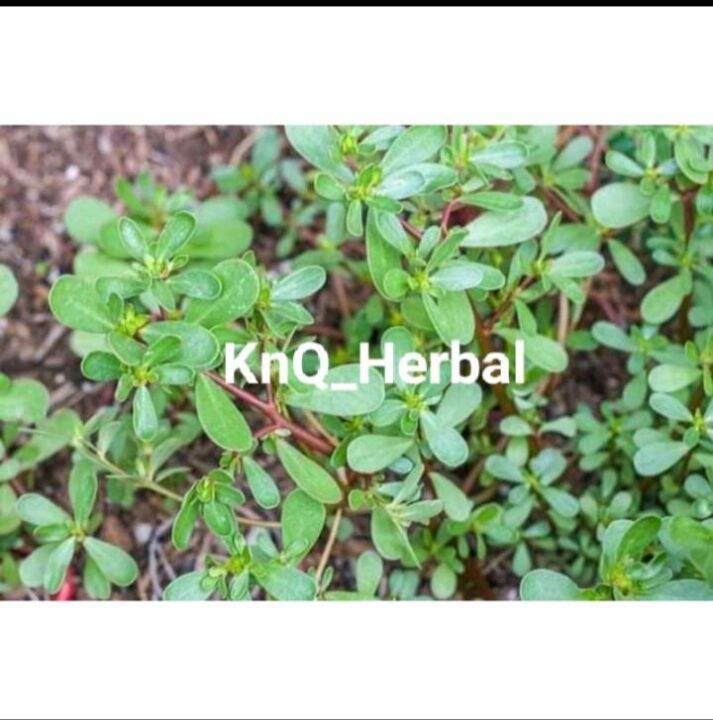 Daun Krokot Daun Gelang Asli Segar 500gram | Lazada Indonesia