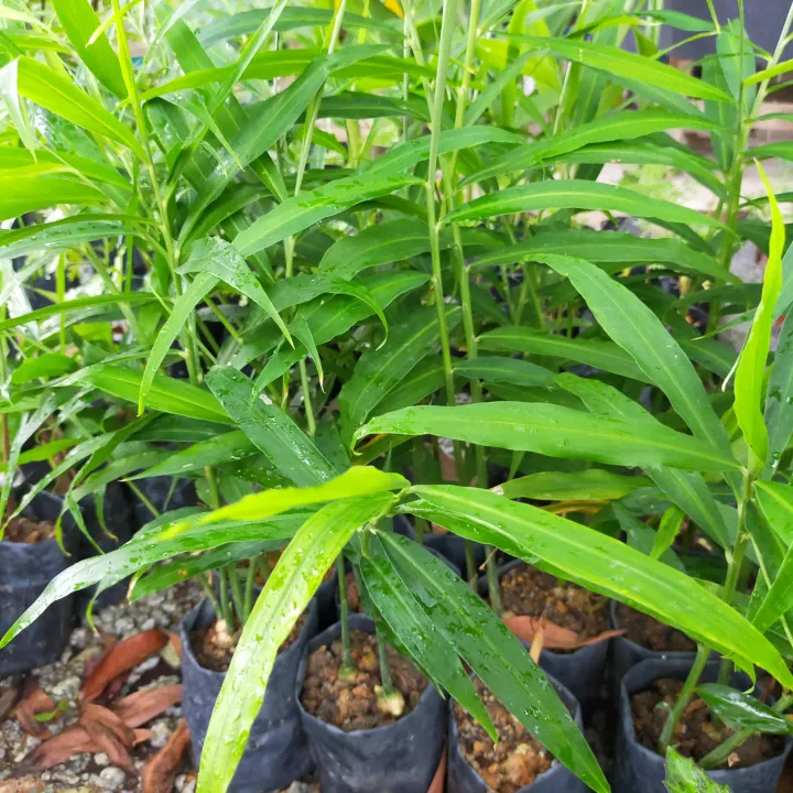 Pokok Halia Bentong | Lazada