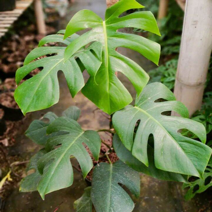 Tanaman monstera king - tanaman sudah besar daun sudah pecah | Lazada ...