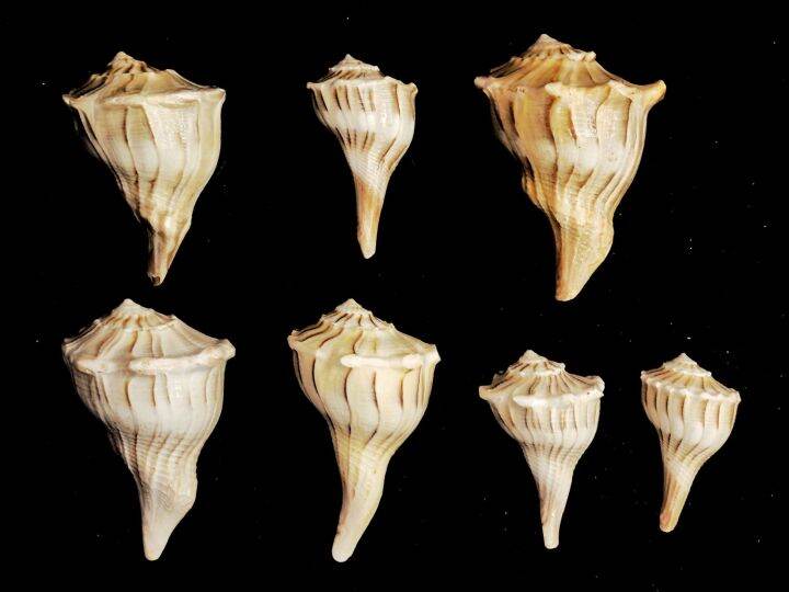 Lakshmi Valampuri Sangu Conch Shell Shankh (WITHOUT STAND) | Lazada