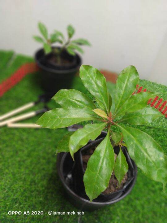 Pokok Jarum 7 Bilah/ Pokok 7 Bintang/ Duri 7/ Pokok kanser | Lazada