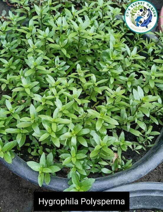 Hygrophila Polysperma (7 stems) Aquatic Plants | Lazada PH