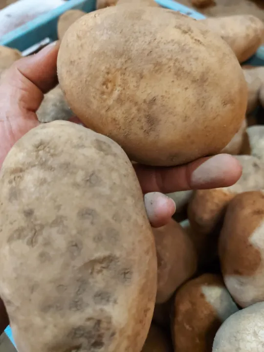 KENTANG DIENG SUPER BESAR 1kG | Lazada Indonesia