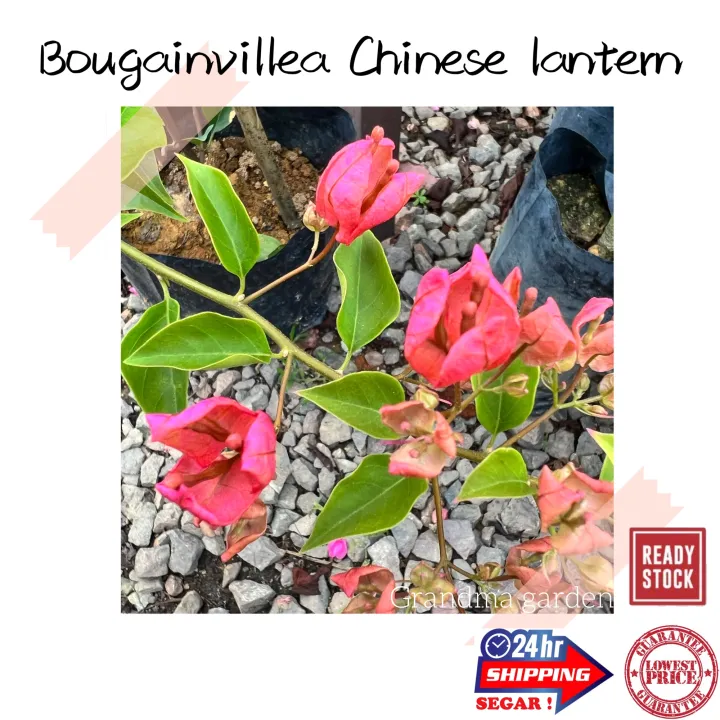 (GG real plant) bougainvillea Chinese lantern ^ bunga kertas tanglung ...