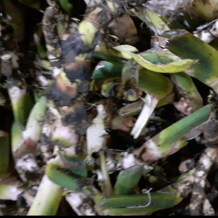 Jerangau/Jeringau (Acorus Calamus) Fresh 1 Kg | Lazada Indonesia