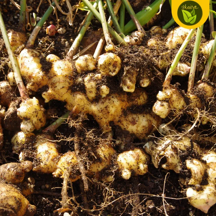 1 bulb seed for planting luya ginger herb | Lazada PH