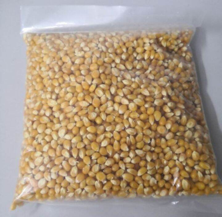 jagung popcorn mentah 1 kg | Lazada Indonesia