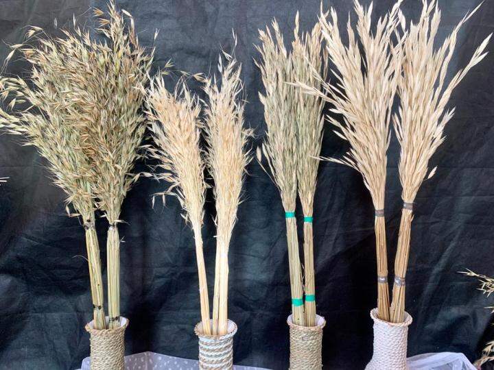 Bunga padi padian avena decorasi aesthetic | Lazada Indonesia