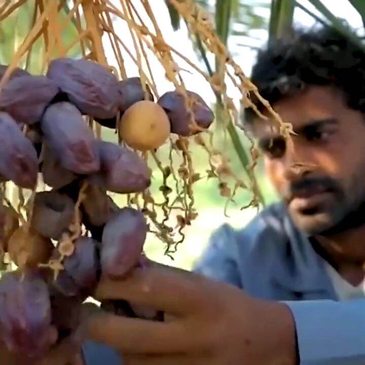 Sunfood Dates Fruits Dried From Saudi Oganic Food Dates No Sugar No ...