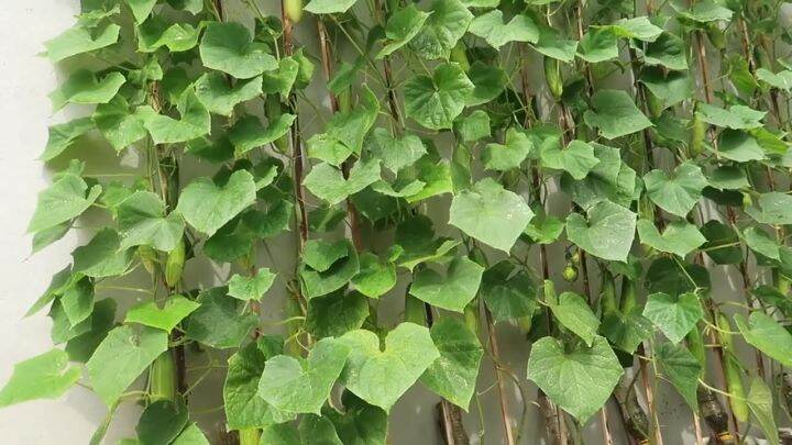 CUCUMBER SEEDS - 10pcs seeds /HYBRID/EASY TO GROW/HIGH YIELDING | Lazada PH