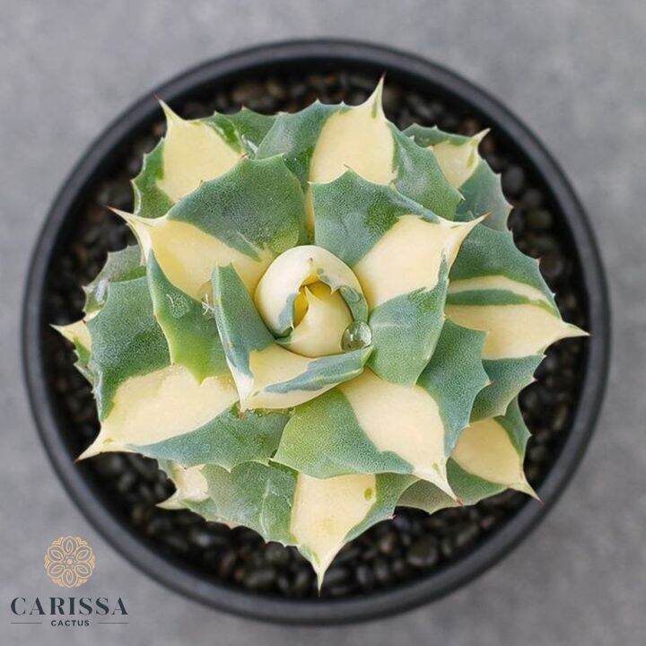 bunga hidup Agave Shoji Raijin Varigata | Lazada Indonesia