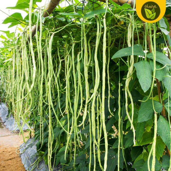 binhi pantanim 60 seeds for planting long beans sitaw | Lazada PH