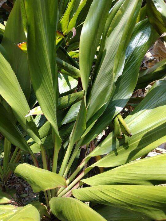 Daun hanjuang untuk bungkus bacang dll per 1 kg | Lazada Indonesia