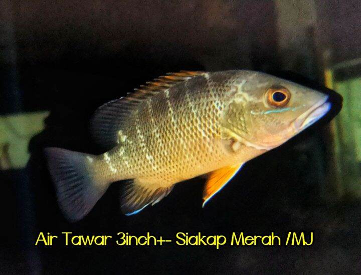 siakap Merah Air Tawar | Lazada