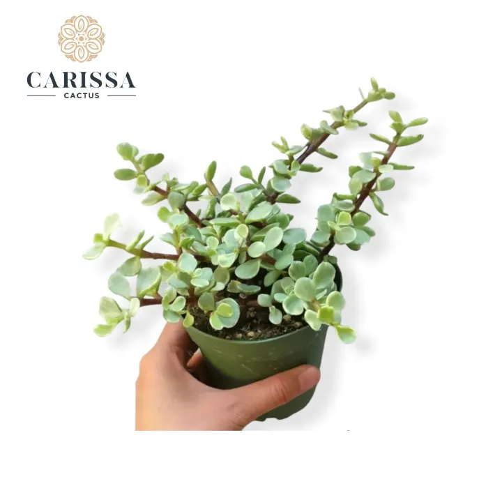 CARISSA CACTUS |Tanaman hidup Portulaca Afra Varigata bunga Hias cantik ...