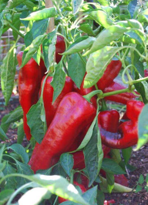 Bell Pepper Seeds 20 Pieces Lazada Ph