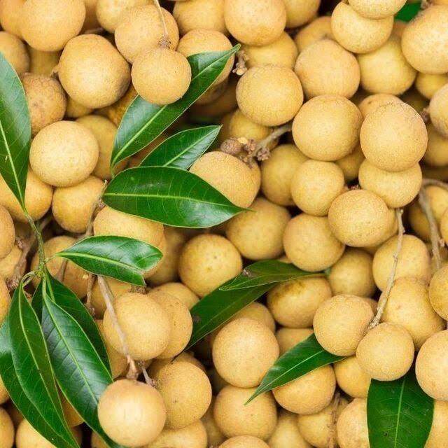 buah lengkeng per 1kg | Lazada Indonesia