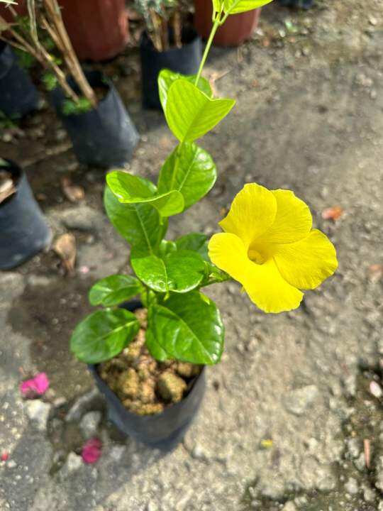 Pentalinon luteum creeper金香藤 Wild Allamanda live plant蔓性黃蟬 | Lazada