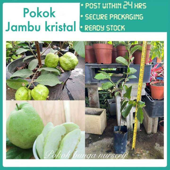 PBN - Pokok Jambu kristal - guava fruit sapling pokok bunga nursery ...
