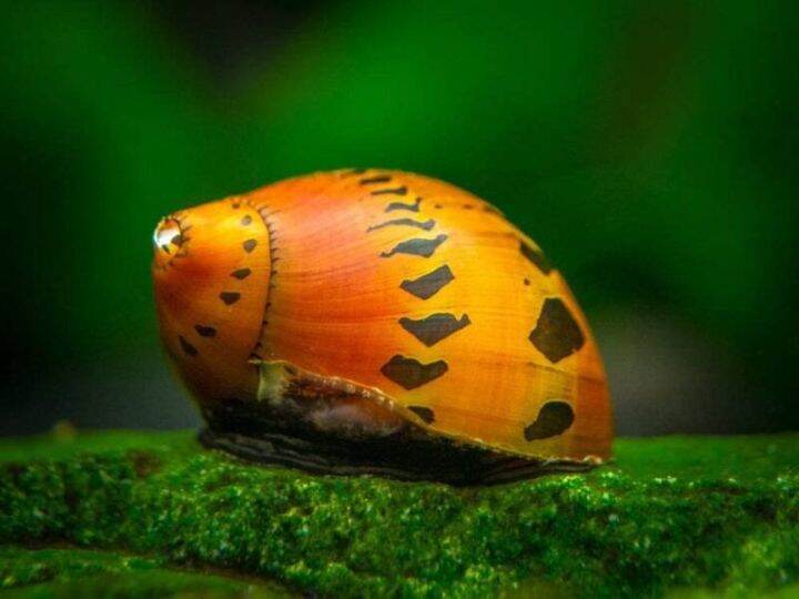 1 & 3 PIECES PACKAGE /RED SPOTTED SNAIL/LIVE SNAILS /SIPUT HIDUP ...
