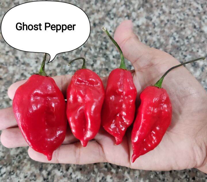 Ghost Pepper Seed 20 Pcs | Lazada PH