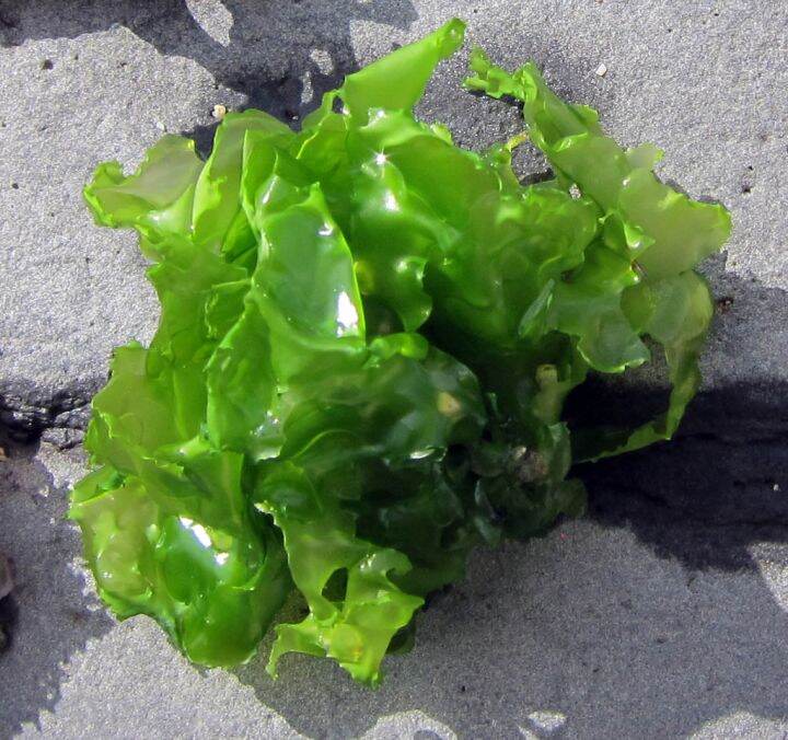 promo seaweed /selada laut/wakame rumput laut untuk ramen sup 1kg ...