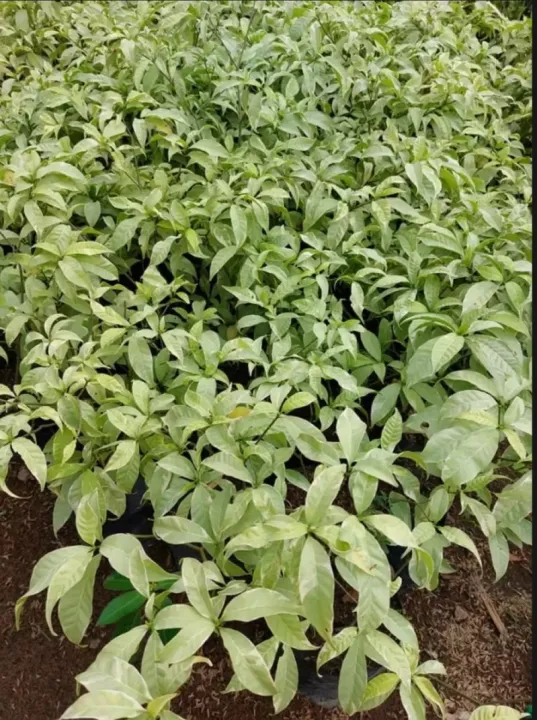 Silver Pandakaki, | Lazada PH