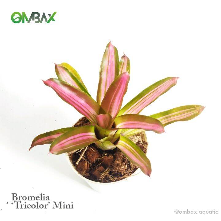 Bromelia 'Tricolor' Mini - Tanaman Paludarium / Kecil / Pink | Lazada ...