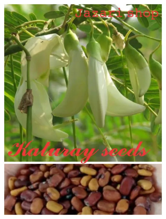 Katuray white seed (10 seeds) | Lazada PH