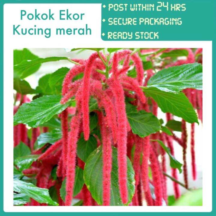 PBN - Pokok Ekor kucing merah acalypha hispida chenille firetail ...