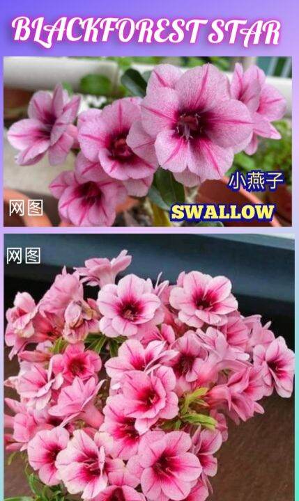 Ubi Besar *TAIWAN ID SWALLOW 小燕子* Pokok Kemboja 富贵花 Live Plant Adenium ...