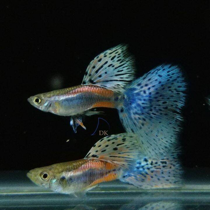 Red Grass guppy fish pure strain 红草 Line Taiwan, ships in a polystyrene ...