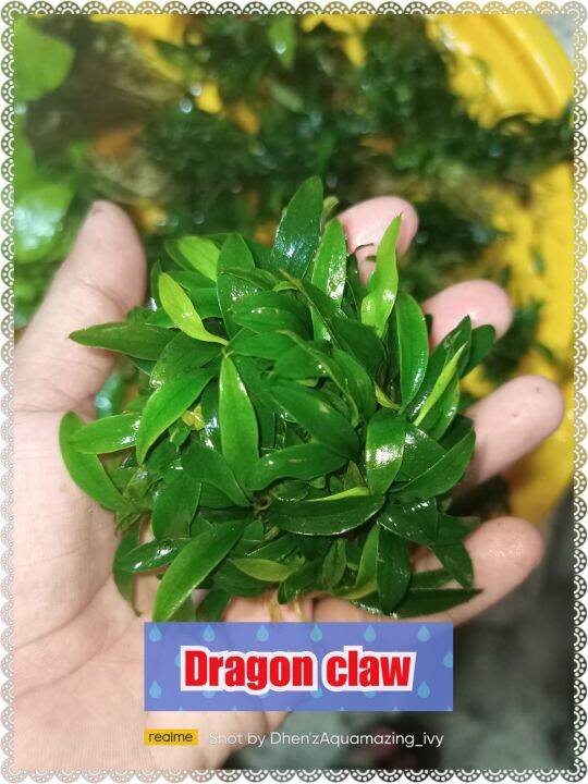 anubias /java fern lowtech aquatic plants | Lazada PH
