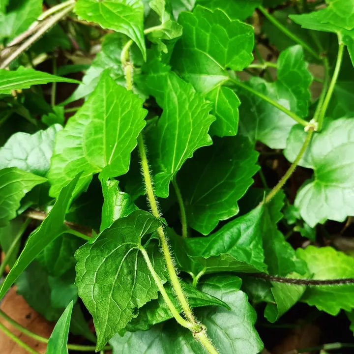 Daun sembung rambat atau balakacida 500gram | Lazada Indonesia