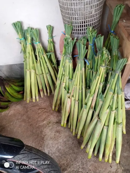 Terubuk / telor tebu isi 1,6kg | Lazada Indonesia