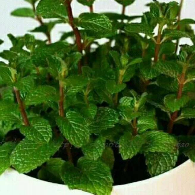 daun mint | Lazada Indonesia