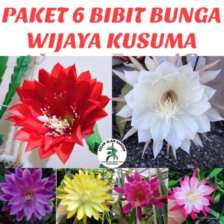 PAKET 6 Wijaya Kusuma Hybrid // Bunga Hidup Wijaya Kusuma / Tanaman ...