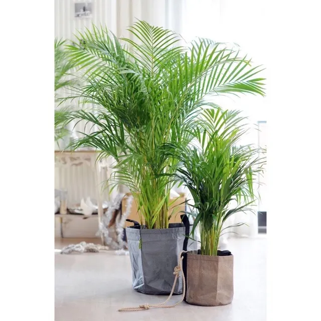 Pokok Pinang Kuning / Areca / Golden Palm / Indoors Live Plant | Lazada