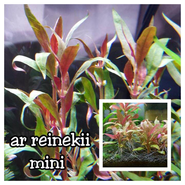 Ar reinekii mini 3stems aquatic plants | Lazada PH