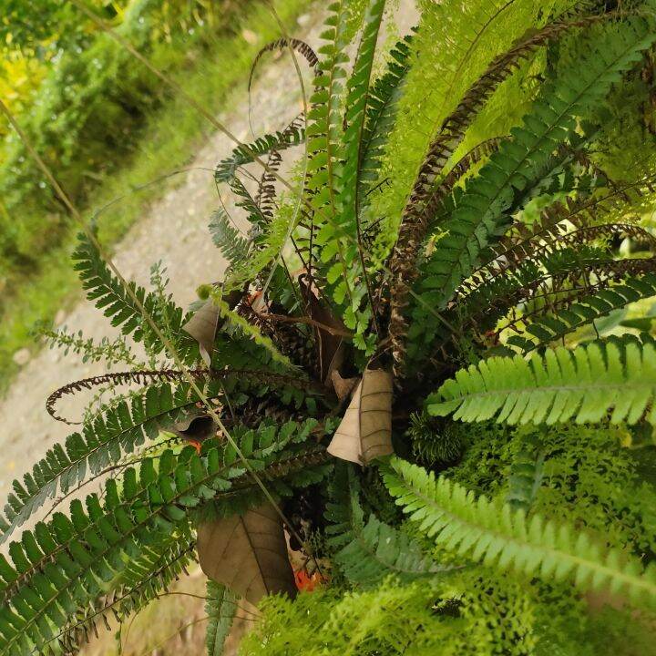 Green Sword Fern Plant (Hanging Plant) | Lazada PH