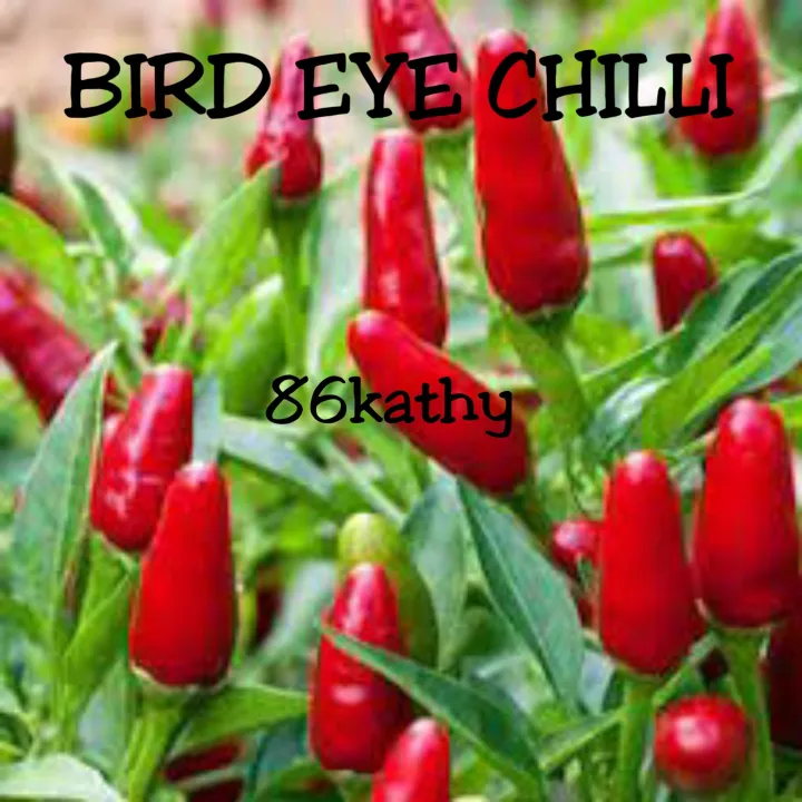 (Seed) F1 Bird Eyes Chilli Seed / Biji Benih Cili Padi Burung | Lazada