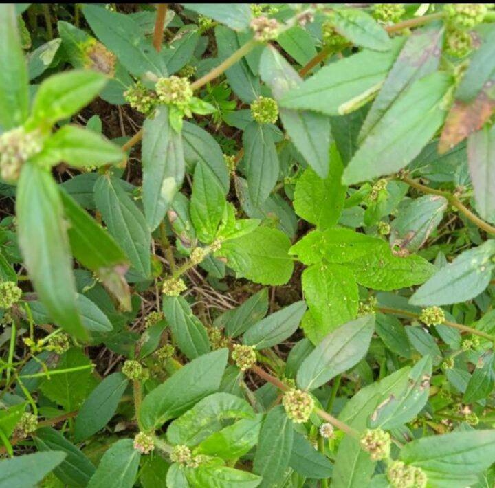 daun patikan kebo segar/250 gram | Lazada Indonesia