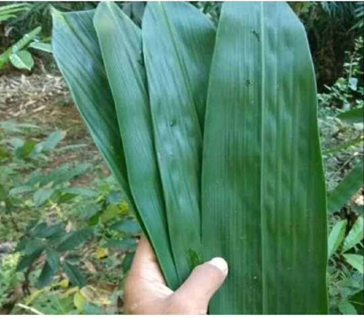 daun bambu atau daun awi pres 500g | Lazada Indonesia