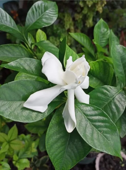 Scented Rosal | Lazada PH